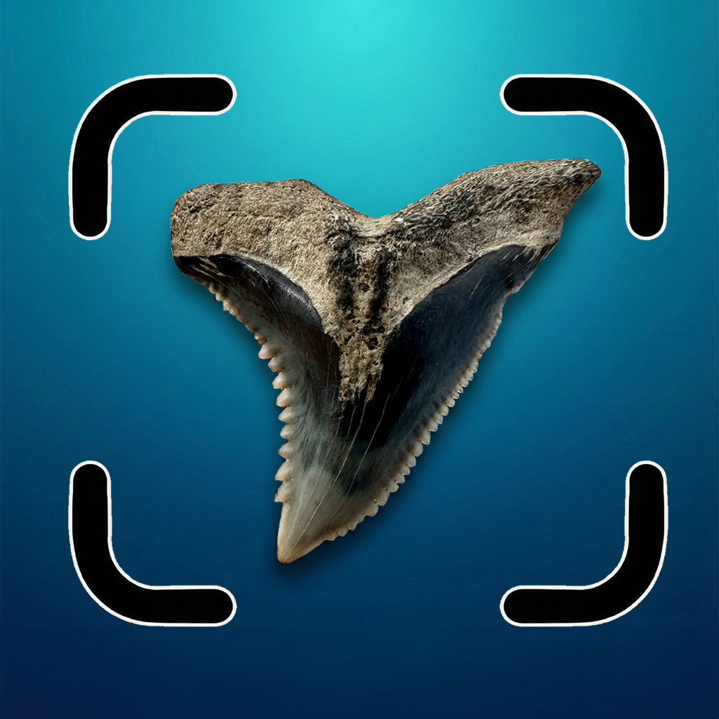 Shark Teeth Identification Pictures